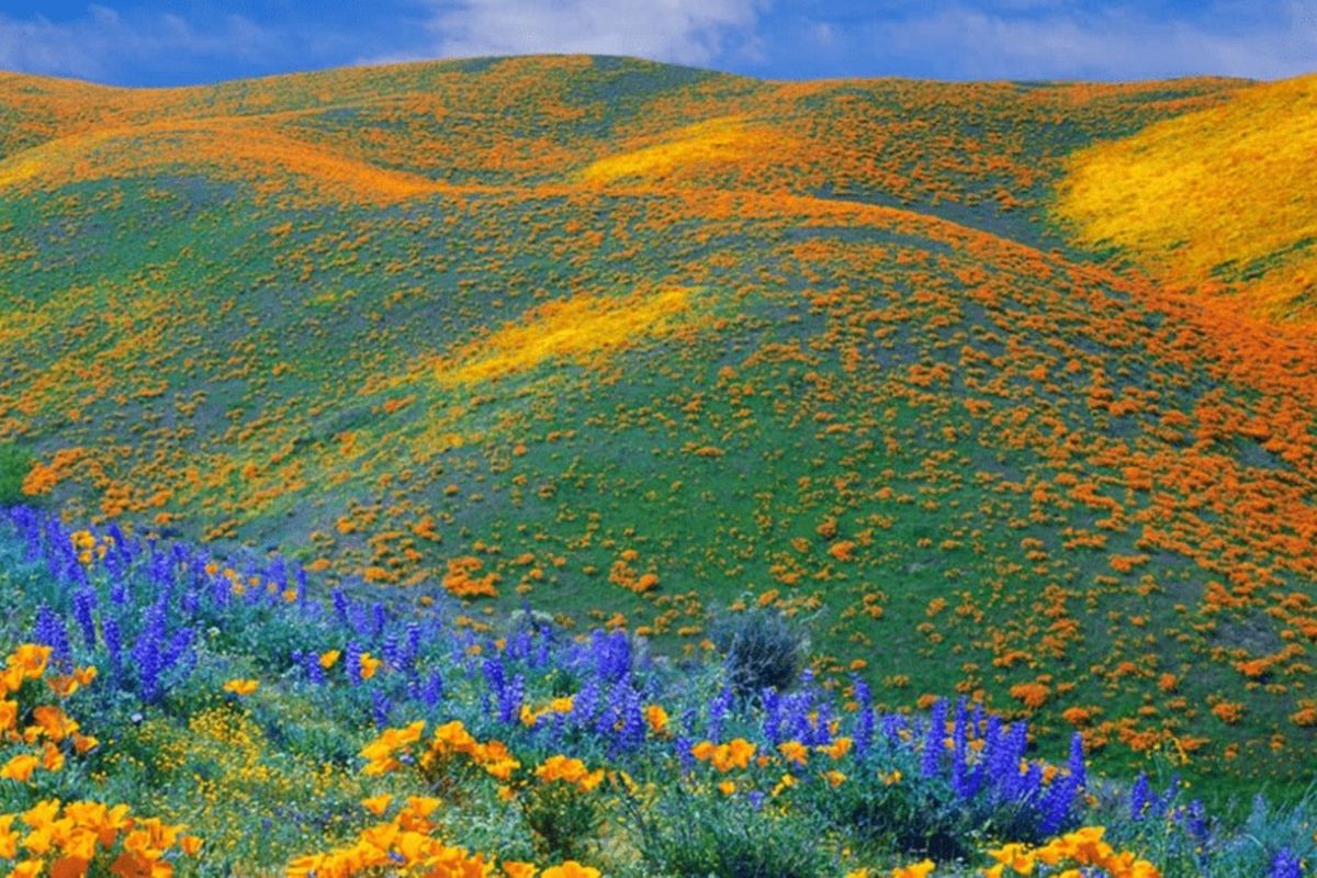 Kitulo National Park: A must-visit destination that will dazzle you ...