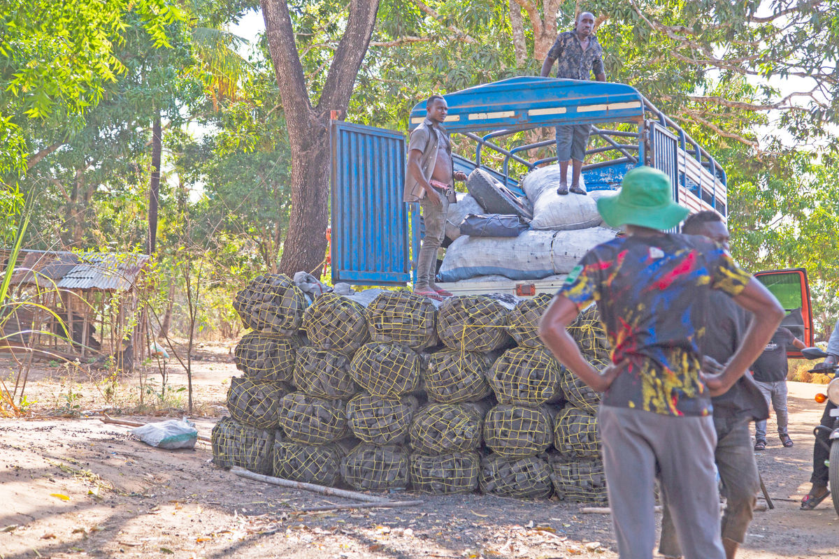 Charcoal trade: Balancing act between livelihoods, urgency to preserve ...