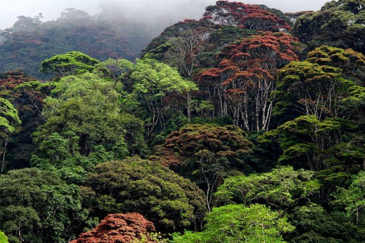 Tanzania Forest Services Agency promotes eco-tourism in forest reserves ...