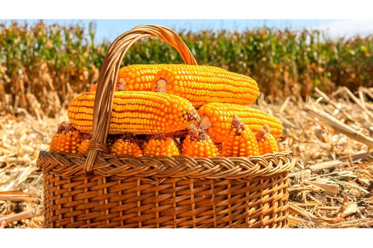 Relief as govt pays Sh20.8 billion to maize farmers before festivities ...