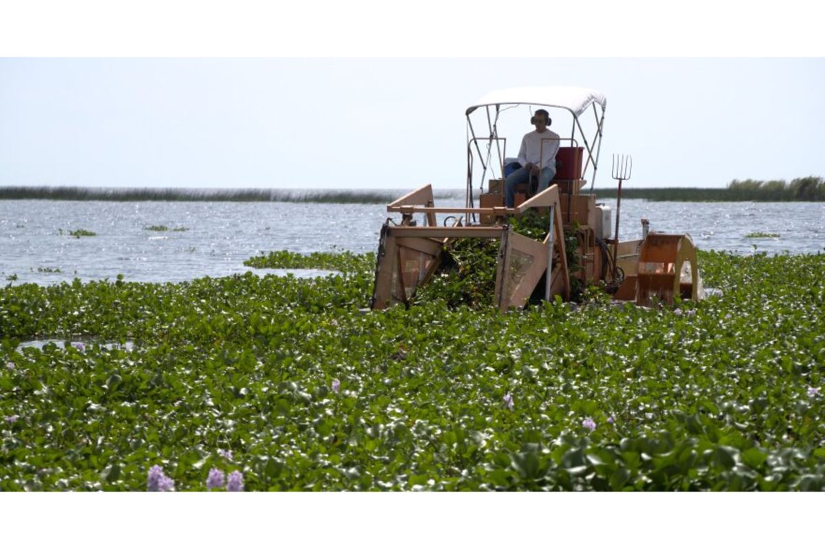 Experts discover new type of water hyacinth in Lake Victoria | The Citizen