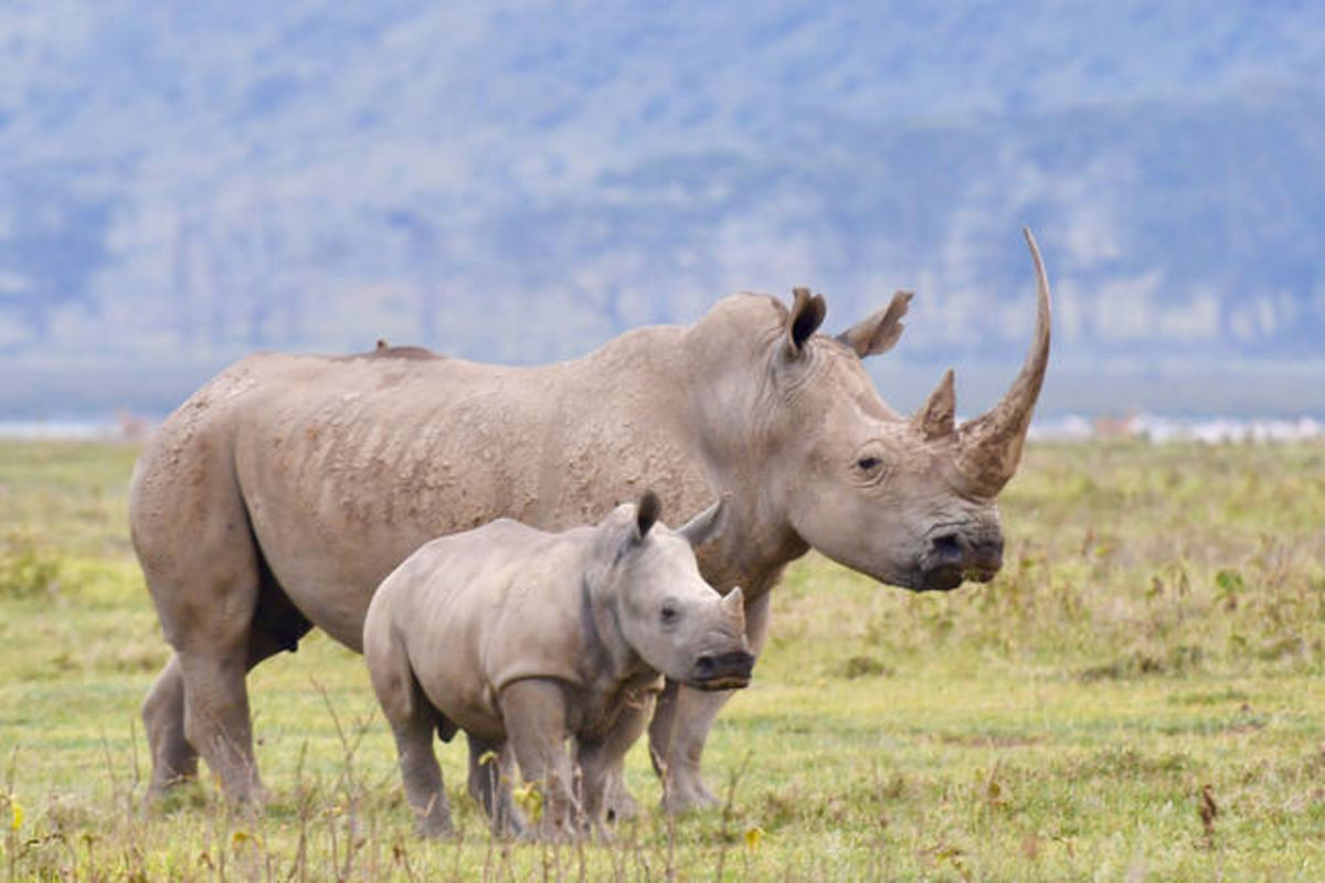 18 South African white rhinos get safe abode in Tanzania | The Citizen