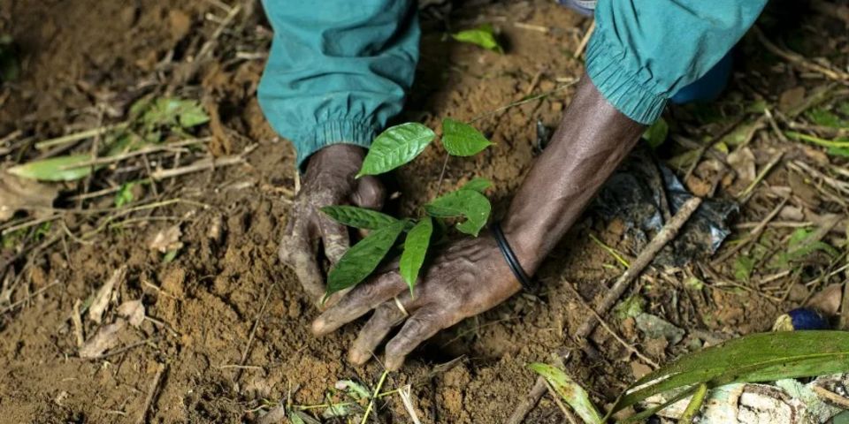 Balancing economic growth and forest conservation in Tanzania ...