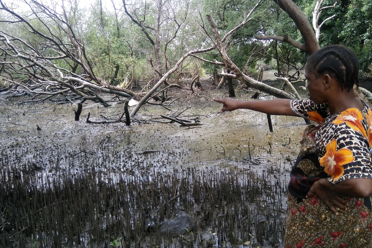 Is Tazama oil spill to blame for the mangrove dieback in Dar? | The Citizen