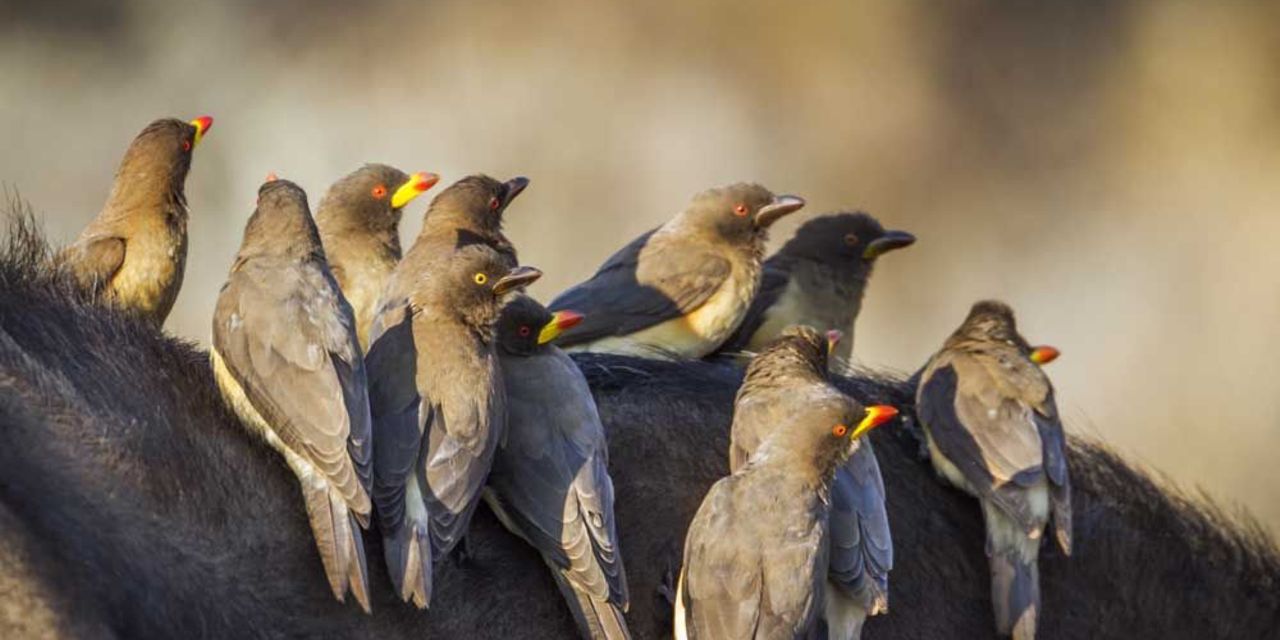 Mutualism in the wild: How oxpeckers, mammals thrive | The Citizen