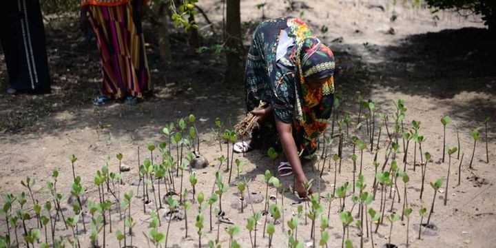 How human activities drive deforestation in Zanzibar | The Citizen