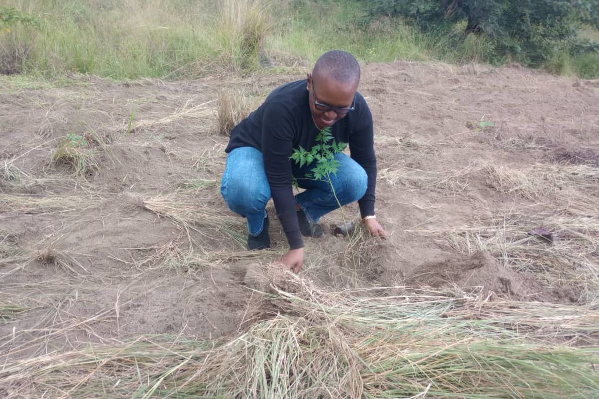 KIA tackles carbon with tree planting | The Citizen