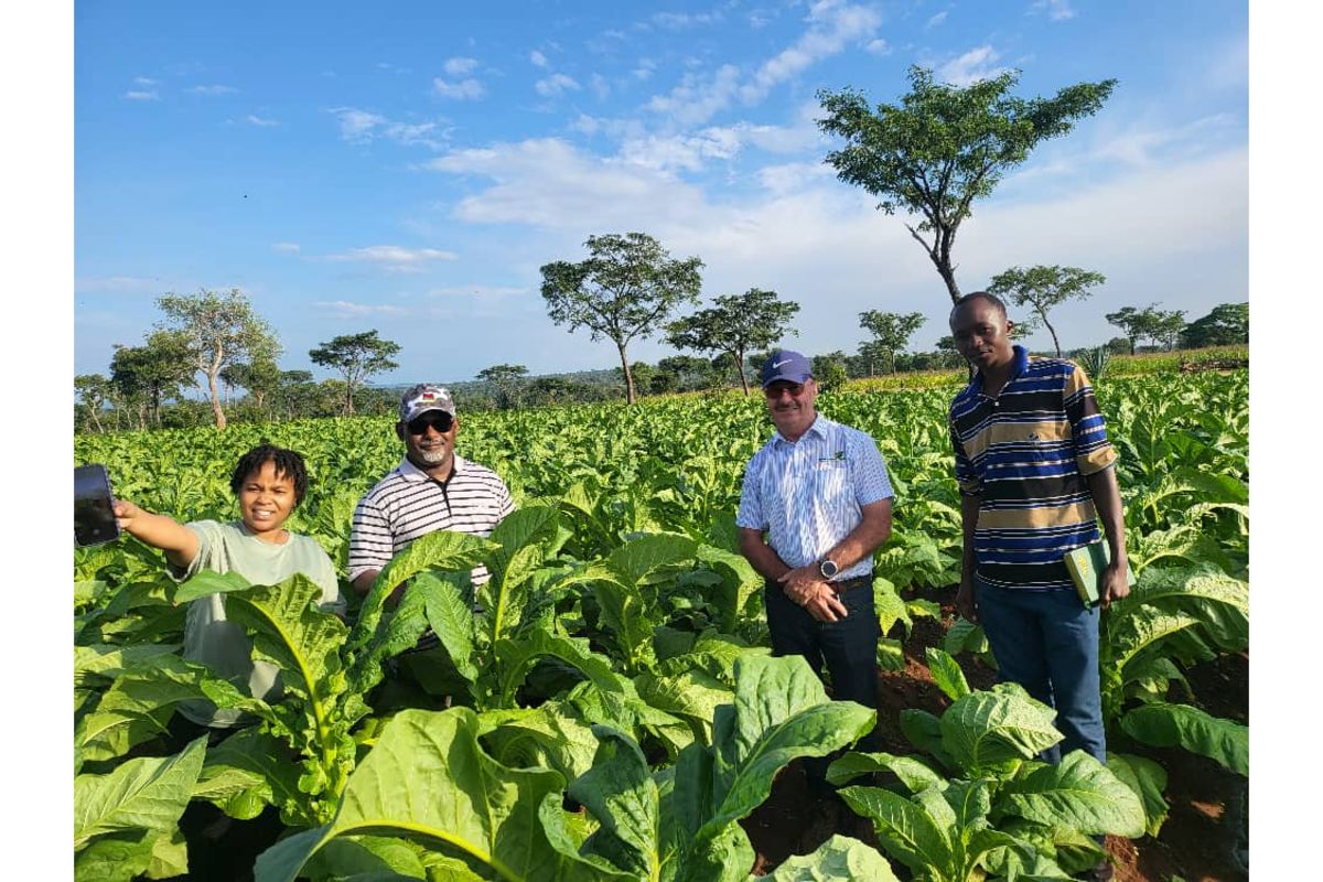 Mkwawa Leaf Tobacco Limited developing tobacco sector and empowering small holder farmers to ...