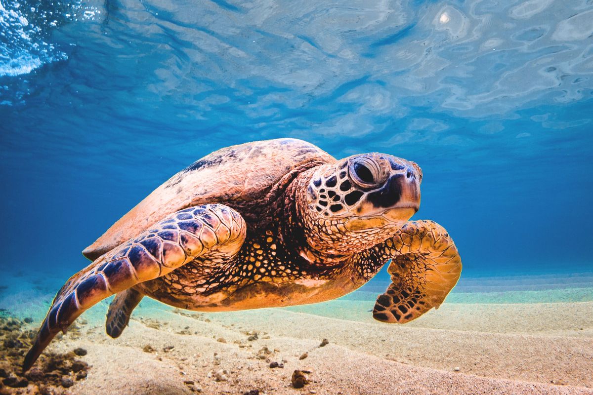 From poachers to protectors: Tanzanians guard sea turtles | The Citizen