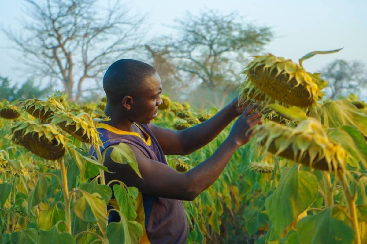When Farming Becomes a Calling: The Mwatenga farmer changing lives ...