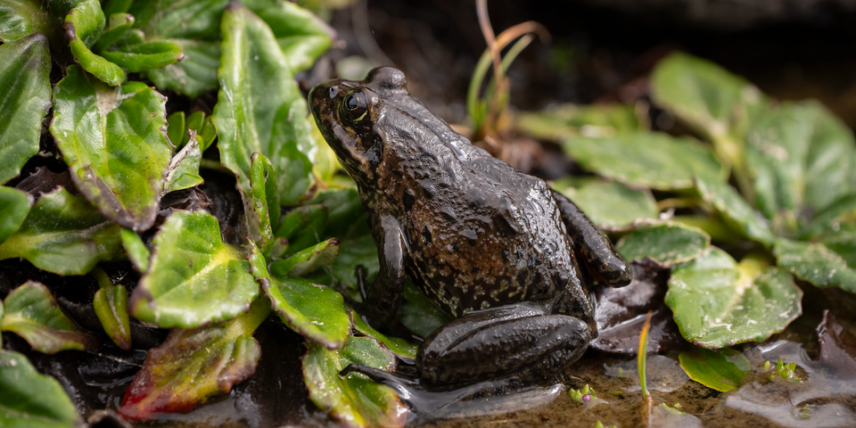 The highest-living frog in Africa discovered on Mount Kilimanjaro | The ...