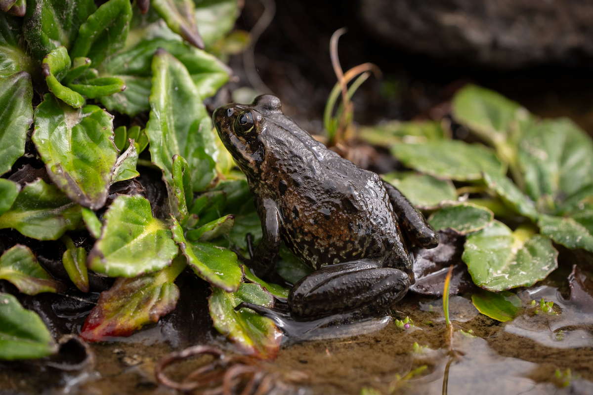 The highest-living frog in Africa discovered on Mount Kilimanjaro | The ...