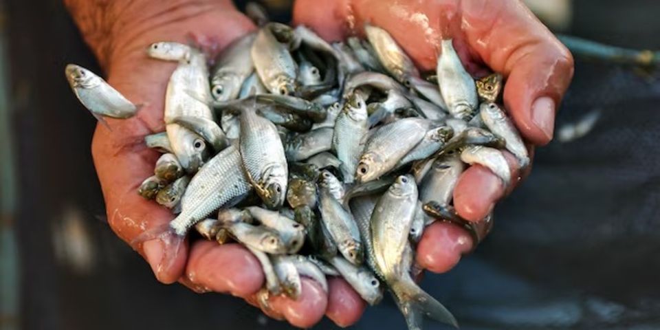 Zanzibar produces 2.5 million fish fingerlings in blue economy boost ...