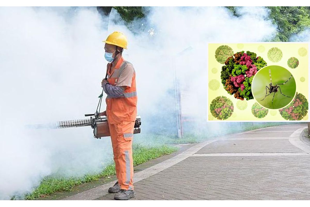 China reports over 7,000 cases of Chikungunya virus, unleashes giant ...