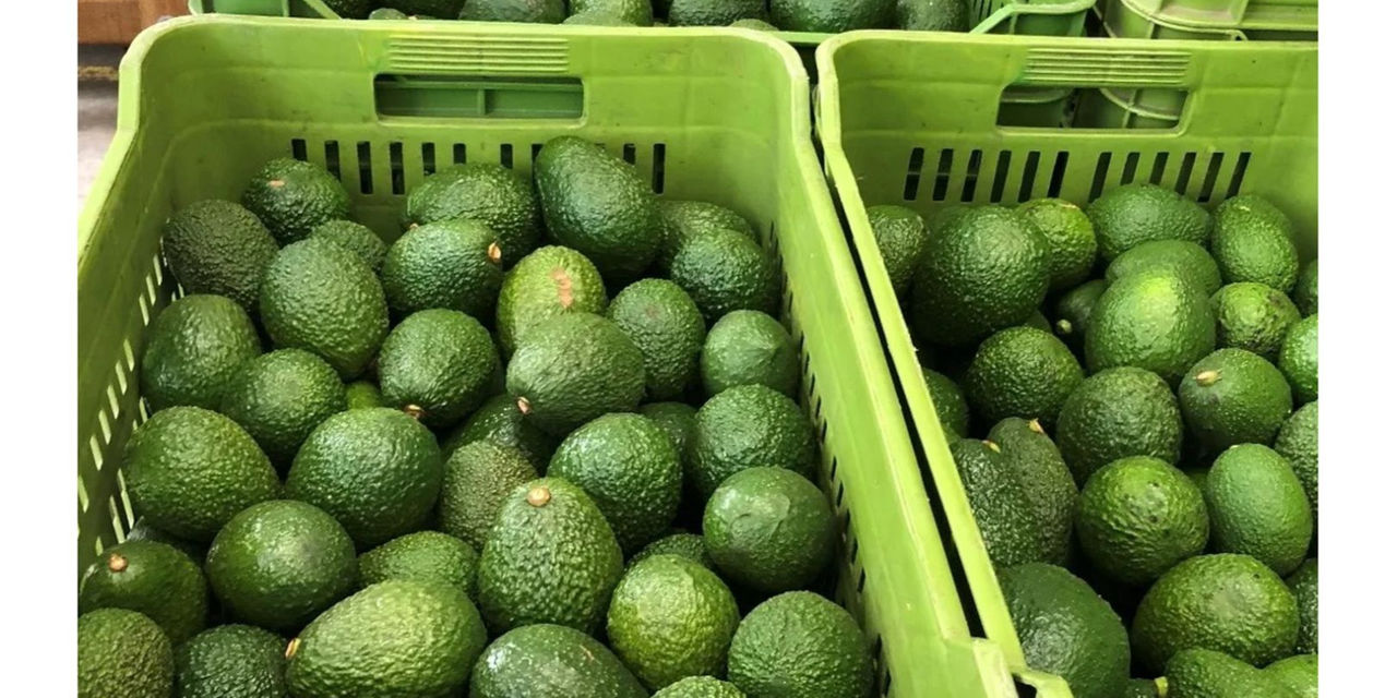 Tanzania’s green gold rush: how avocado waste is hurting farmers and ...