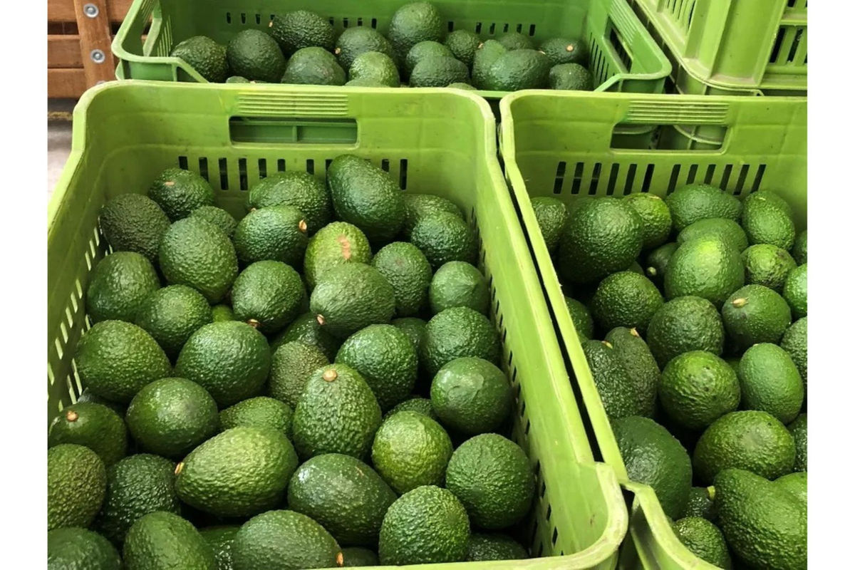 Tanzania’s green gold rush: how avocado waste is hurting farmers and ...
