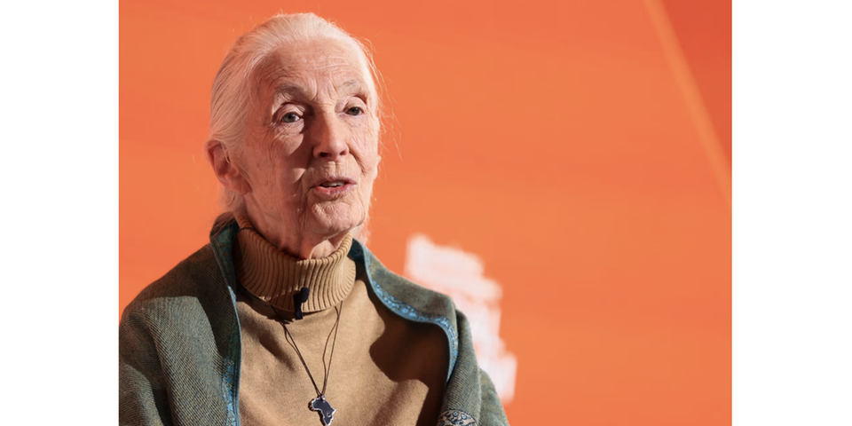 Wildlife advocate and primate expert Jane Goodall dies at 91 | The Citizen