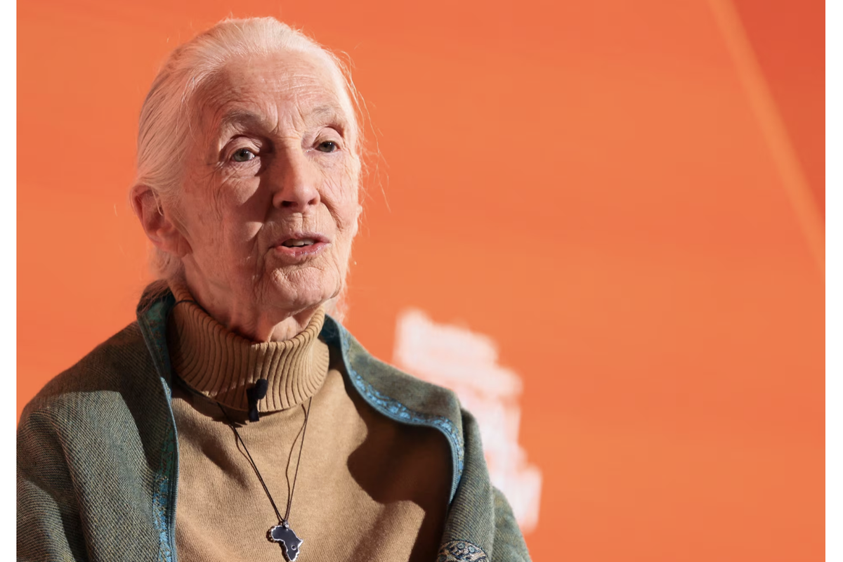 Wildlife advocate and primate expert Jane Goodall dies at 91 | The Citizen