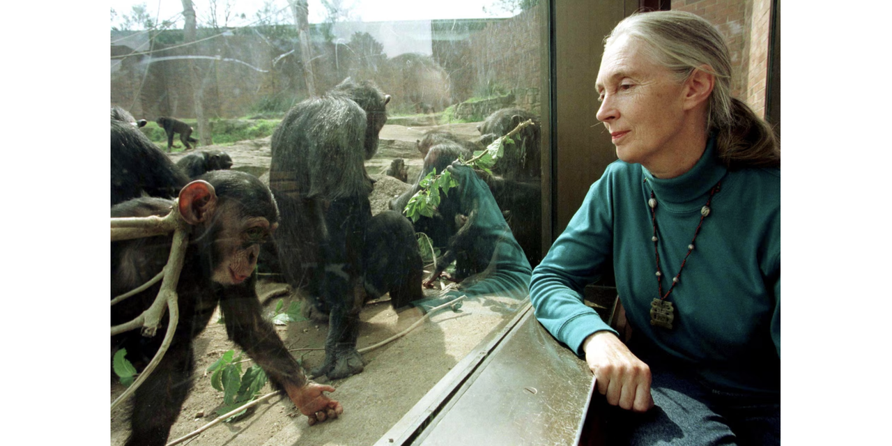 Wildlife advocate and primate expert Jane Goodall dies at 91 | The Citizen