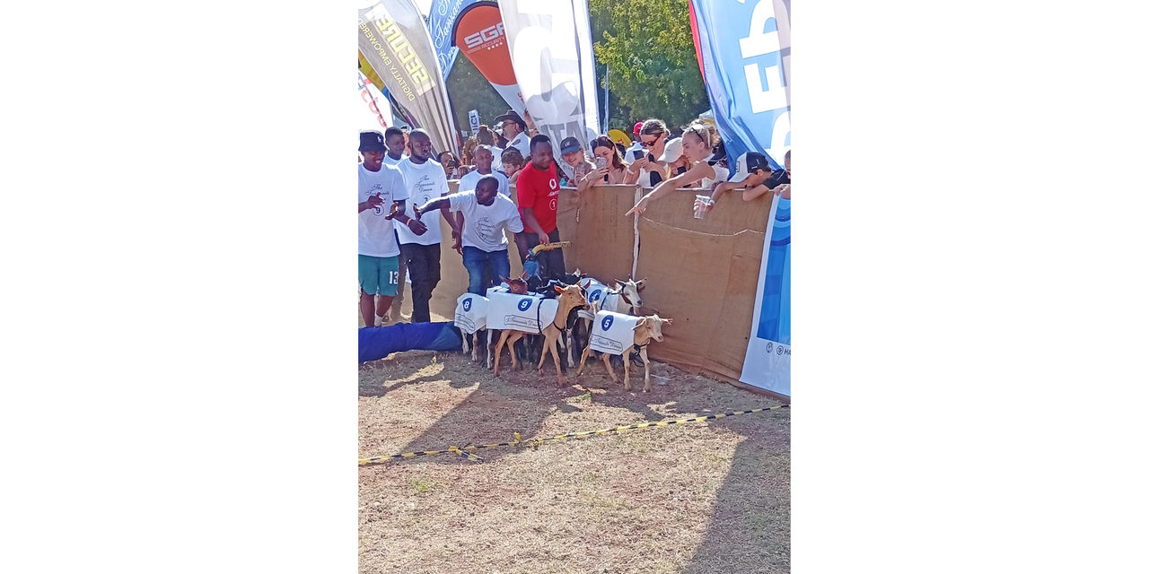 Dar es Salaam cheers as Goat Races raise Sh165m | The Citizen