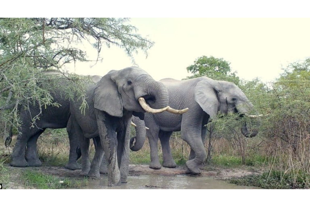 Residents live in fear as elephants raid villages in Tanzania’s Simiyu ...