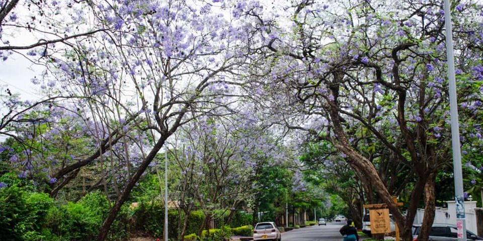 Moshi town adorned with purple blossoms to mark year-end festivities ...