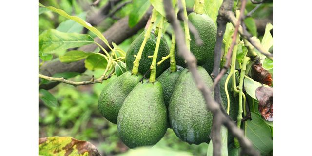 Zero-tariff access boosts Tanzania’s push into China’s growing food ...