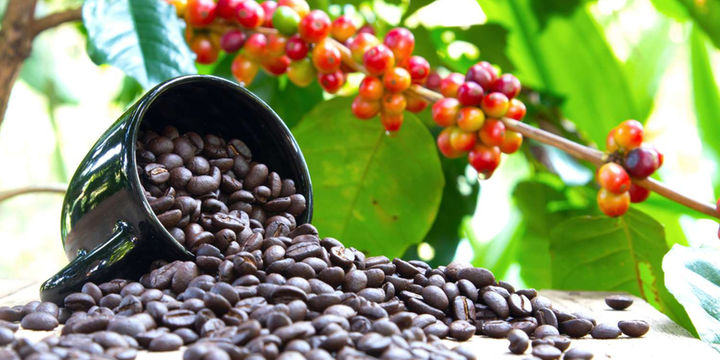 Research charts new path for coffee through reform as climate risks ...