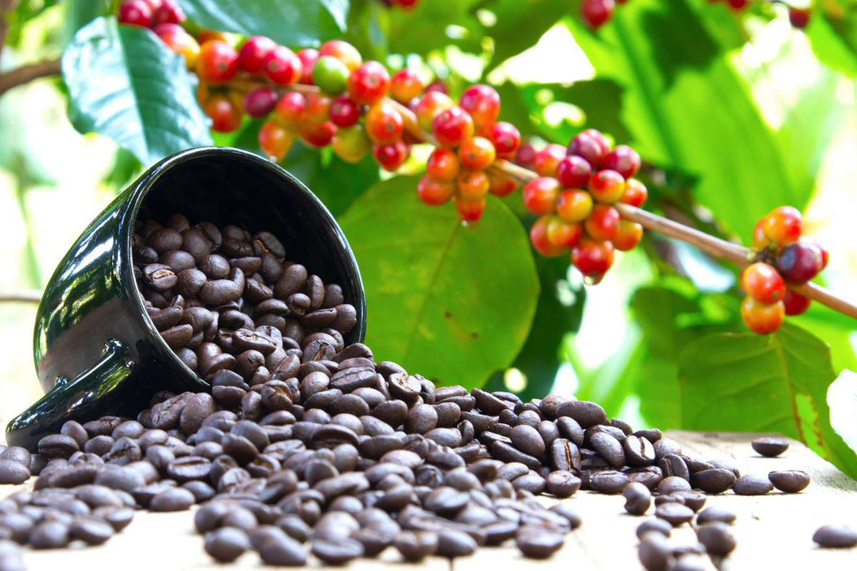 Research charts new path for coffee through reform as climate risks ...