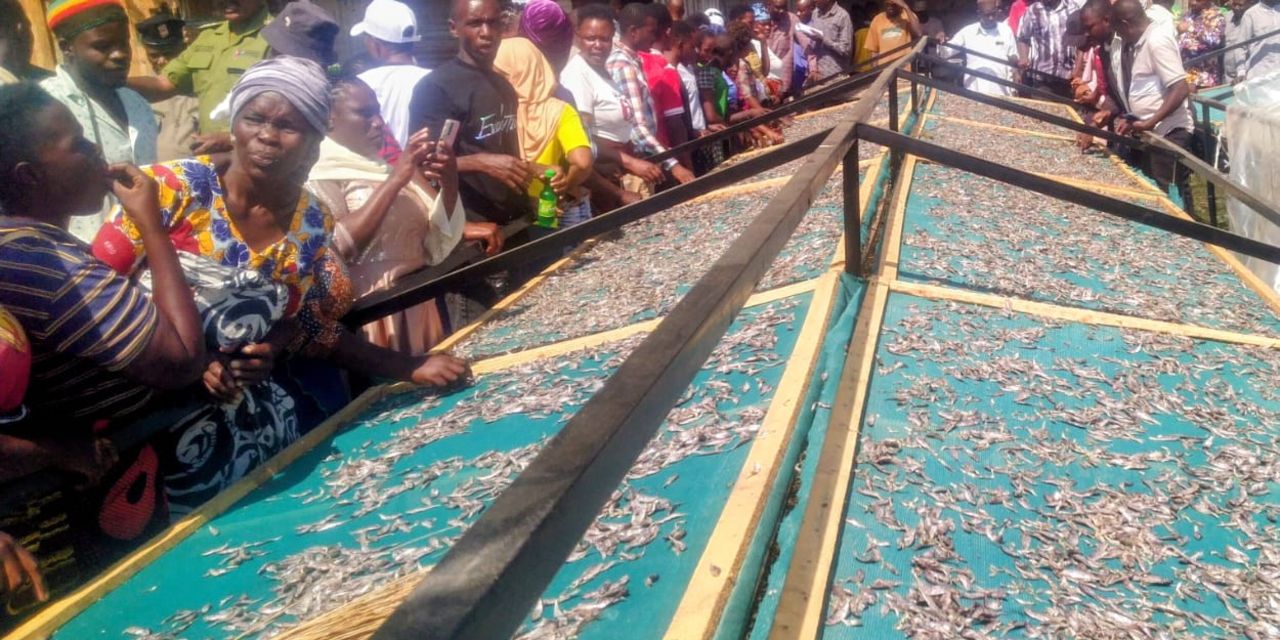 Modern drying racks transform working conditions for sardine traders in ...