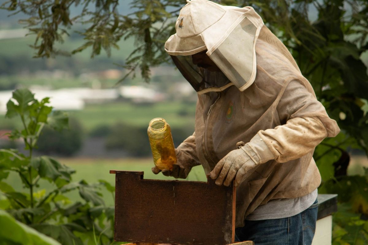 Local honey producers move up value chain as export demand surges | The ...