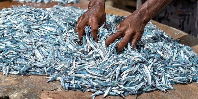 Study exposes Sh40 billion losses in Mafia sardine supply chain | The ...