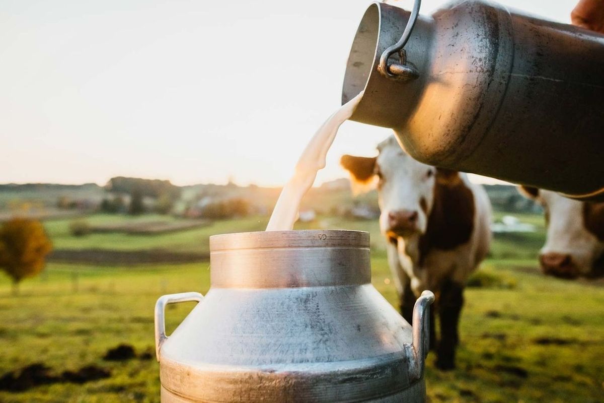 Dairy farmers get Sh42 billion to expand processing | The Citizen
