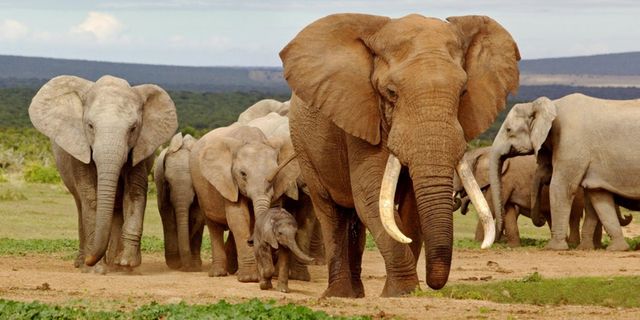 Why Tanzania’s elephant population has declined sharply over the past ...