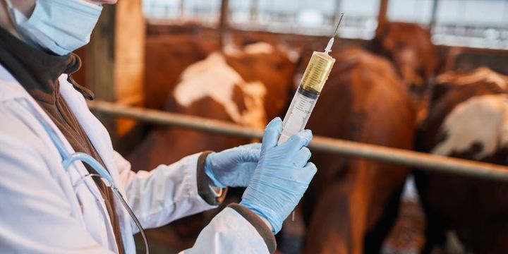 Tanzania seeks investment in livestock vaccines production | The Citizen