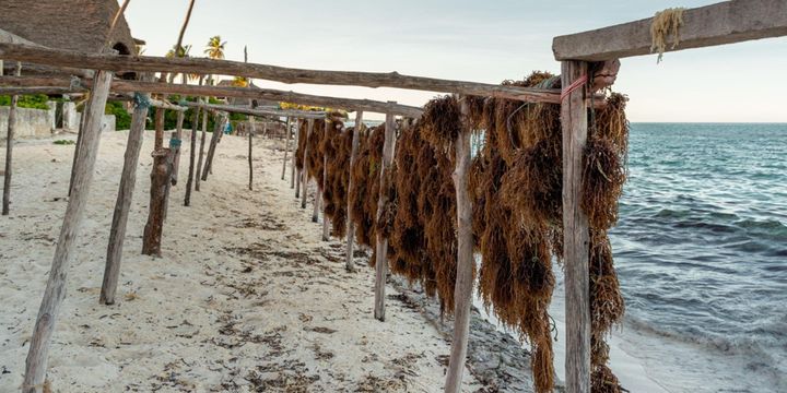 Government targets seaweed growth through tax relief and innovation ...